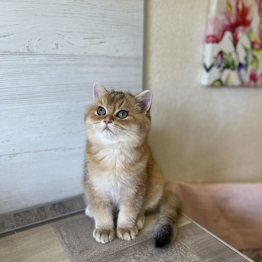 Британские котята, мальчик