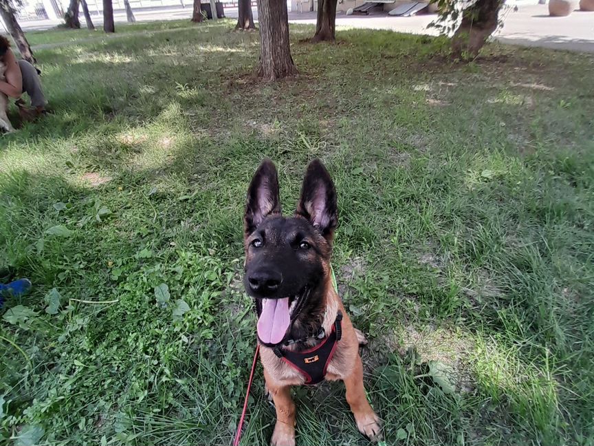 Бельгийская овчарка