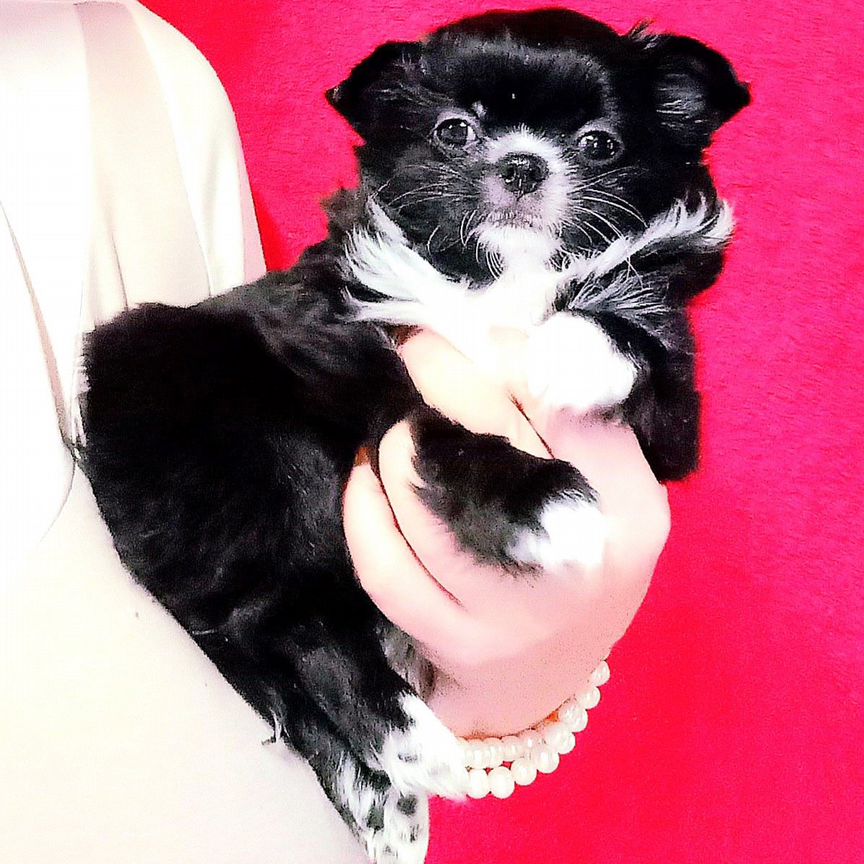 Чихуахуа, щенок