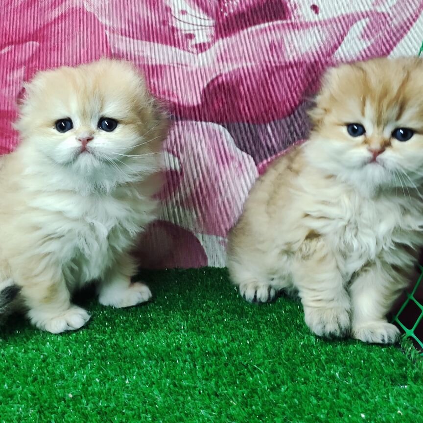 Шотландские вислоухие котята