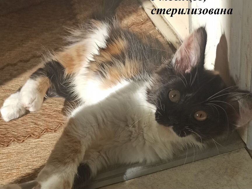 Теплые уютные котики для души