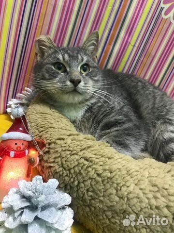 Котик очень нуждается в доме