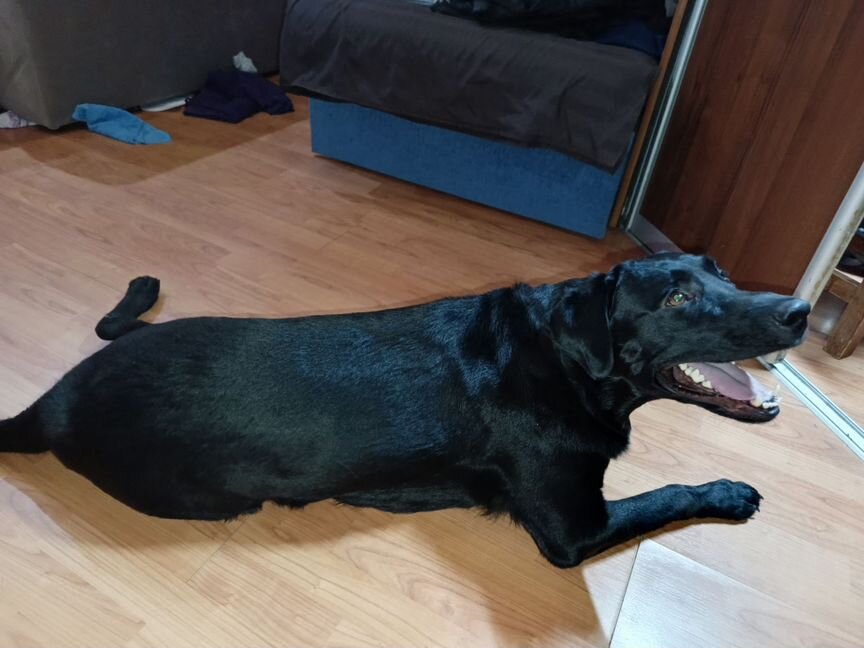 Домашние животные собаки щенки