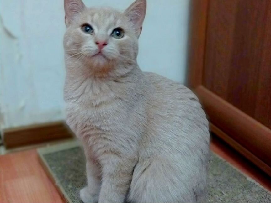 Персей ищет дом