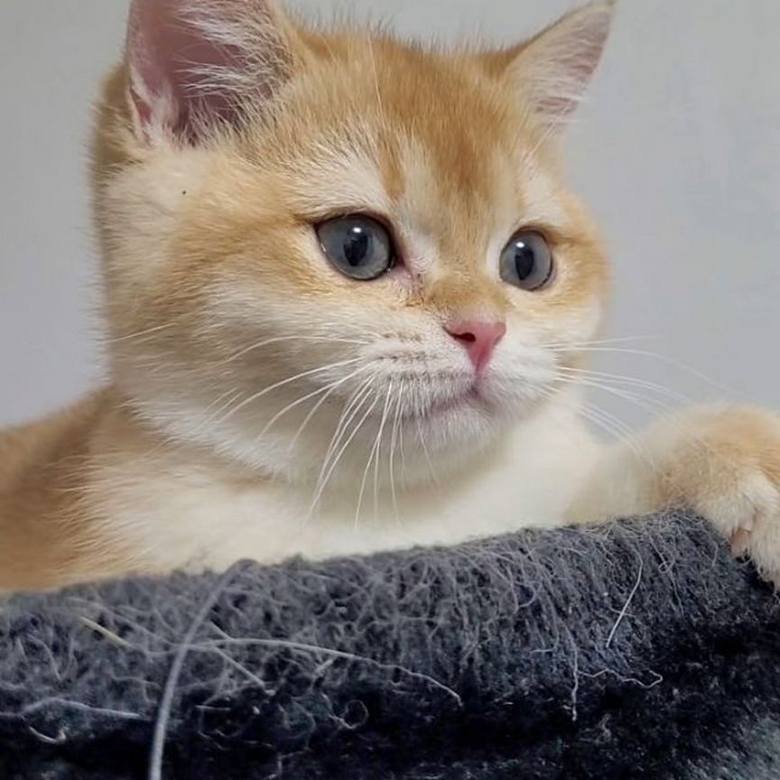 Британские котята золотая шиншилла