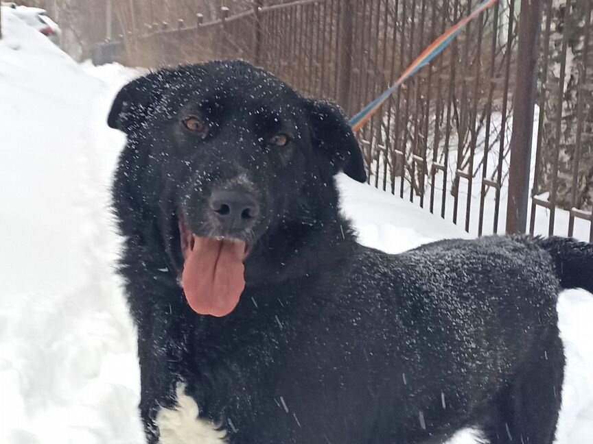 Отличный дружок Сэм