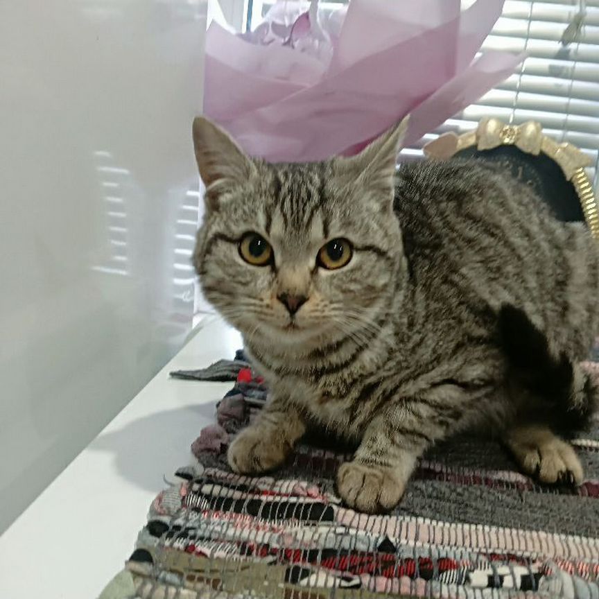 Кошечка в добрые руки