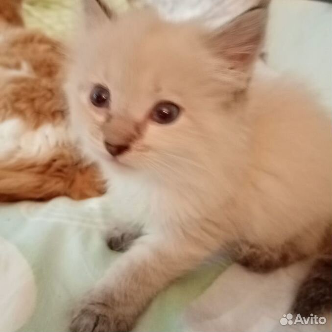 Котята метисы в хорошие руки