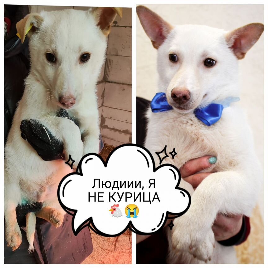 Коротколапик из курятника (щенок в добрые руки)