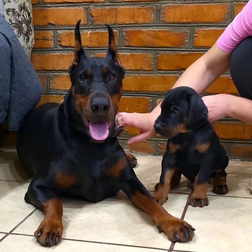 Доберман, щенок