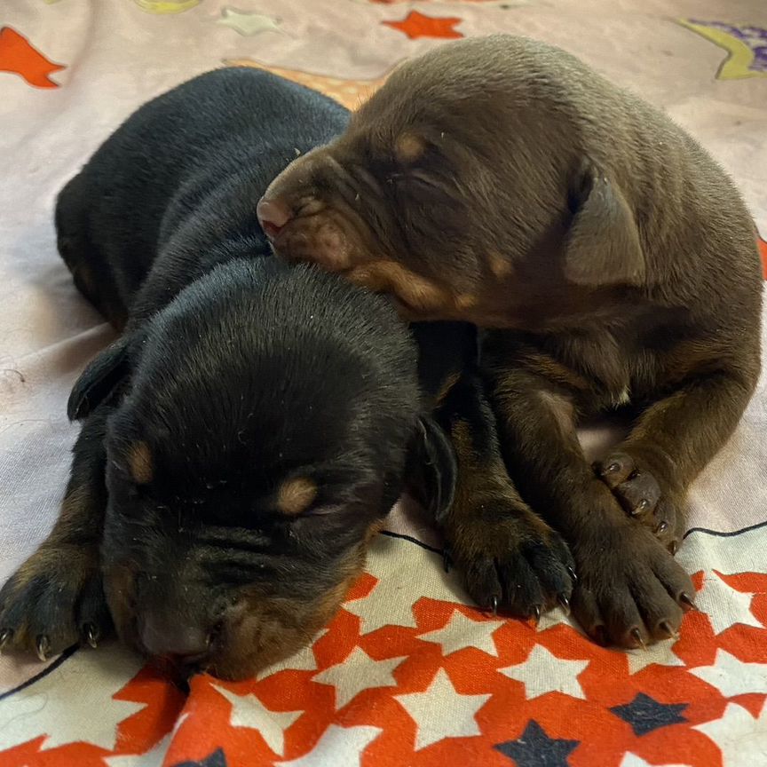 Доберман, щенок