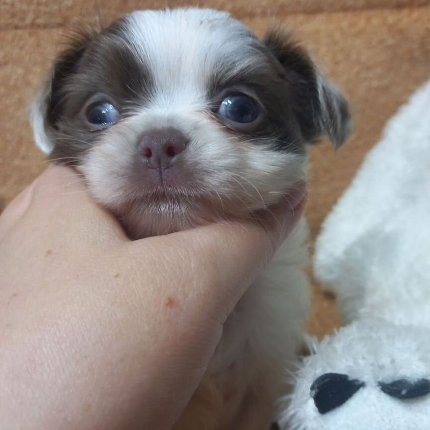 Продается щенок чихуахуа