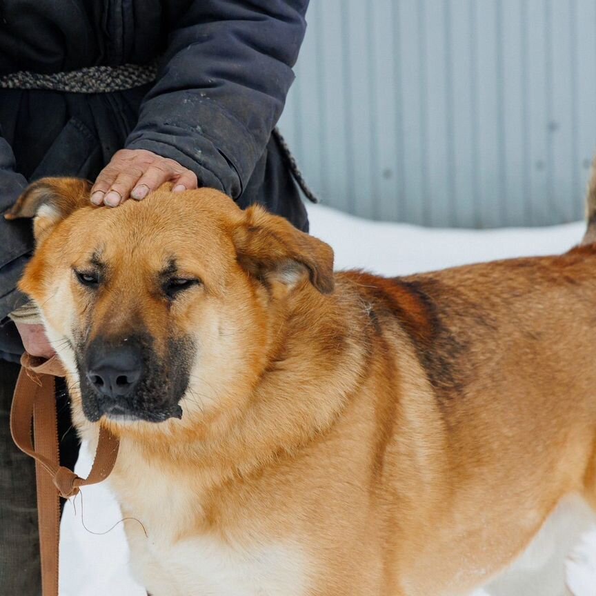 Пес охранник из приюта