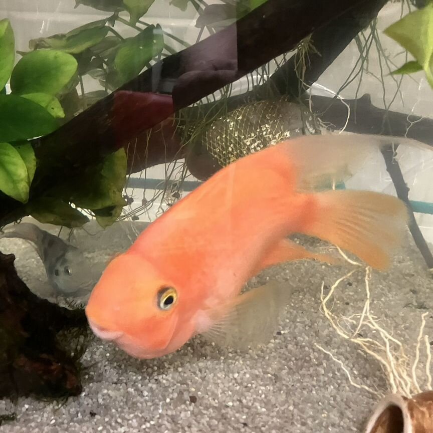 Рыба попугай