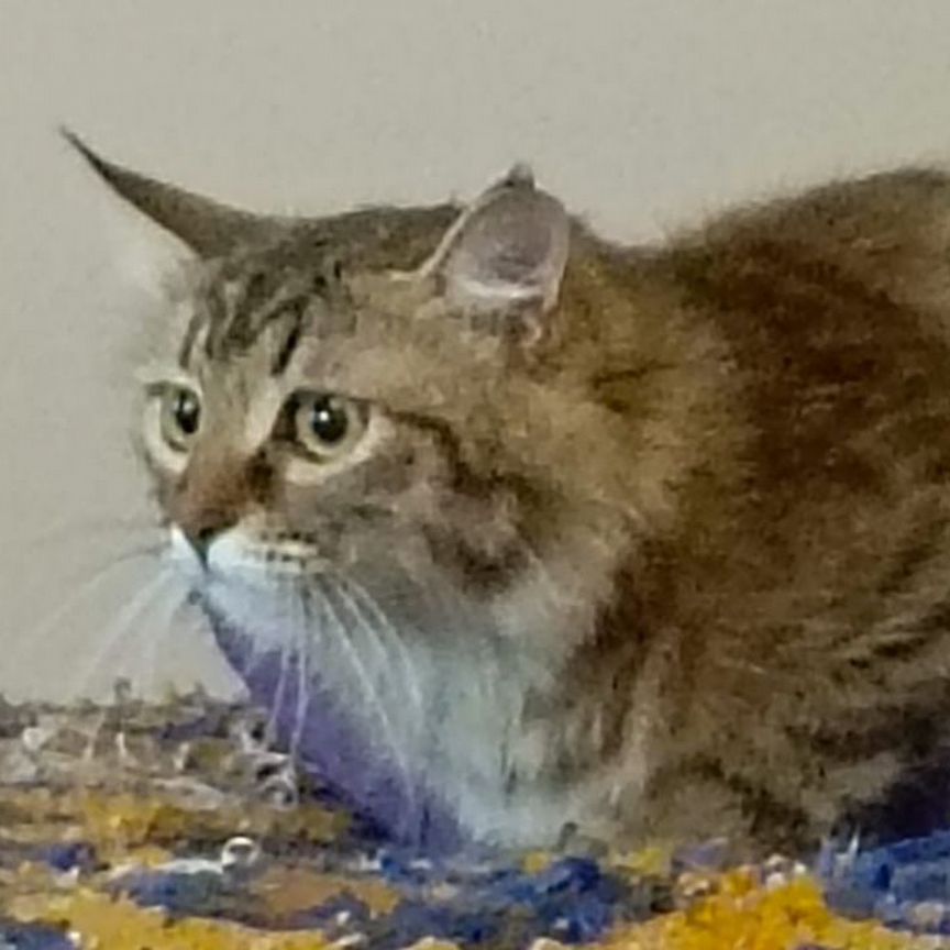 Рыся в добрые руки