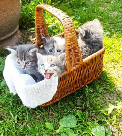 Котята из рекламы Вискас