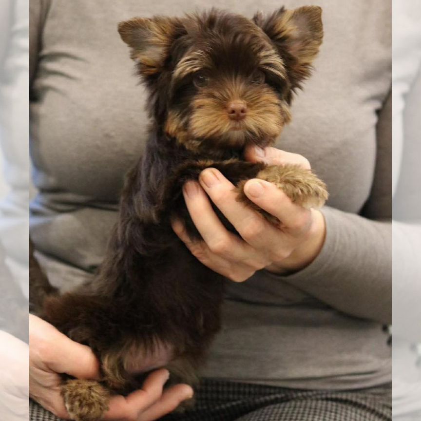 Йоркширский терьер, щенок