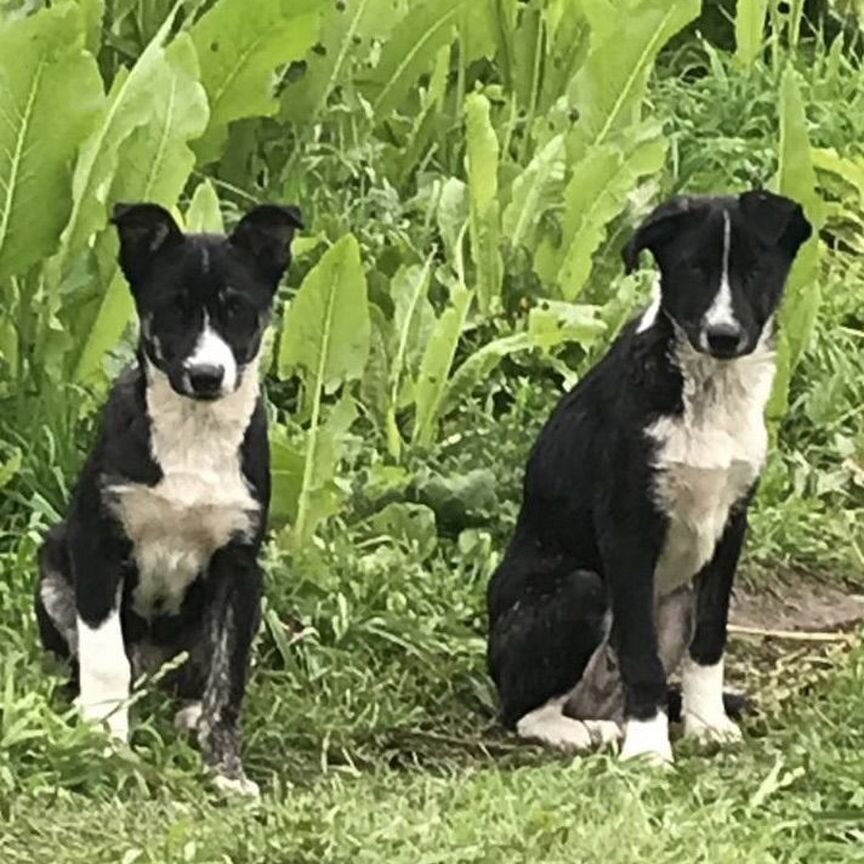 Щенки мальчишки