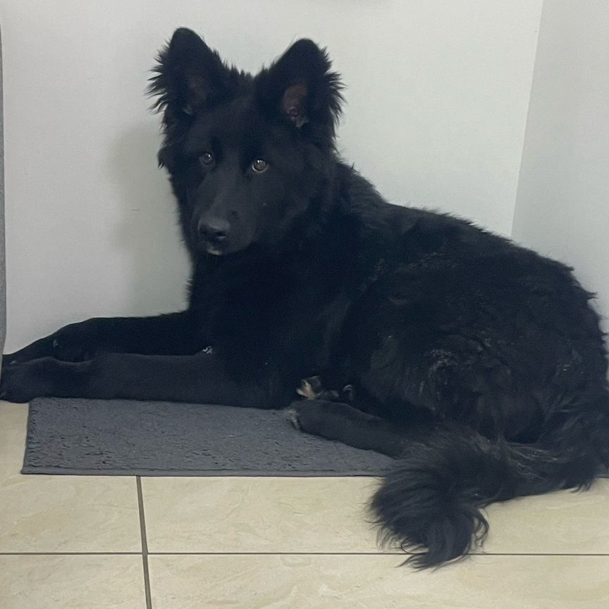 Щенок в добрые руки