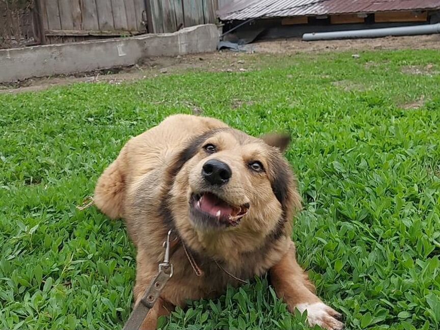 Собака Джесси в добрые руки