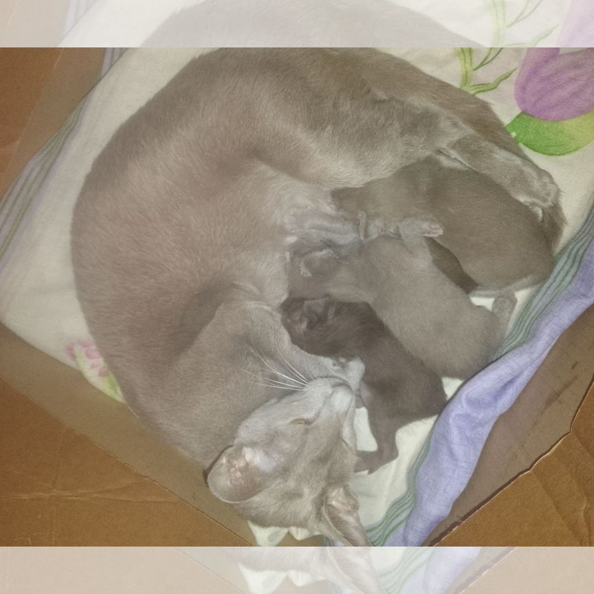 Ориентальная, взрослая кошка