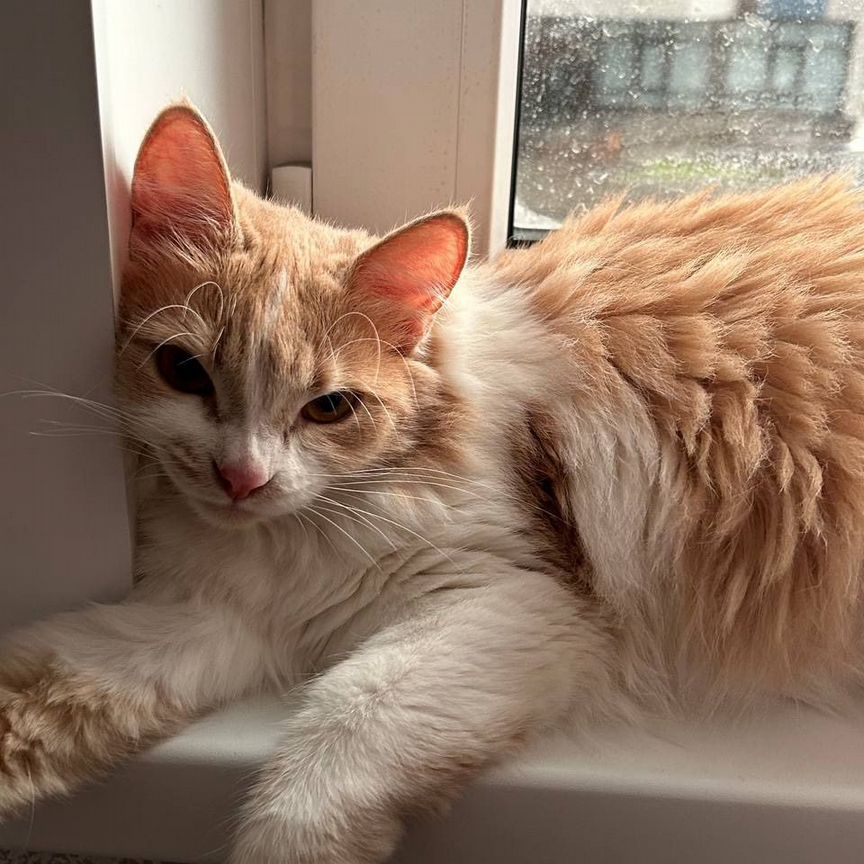 Кошка 2,5 года