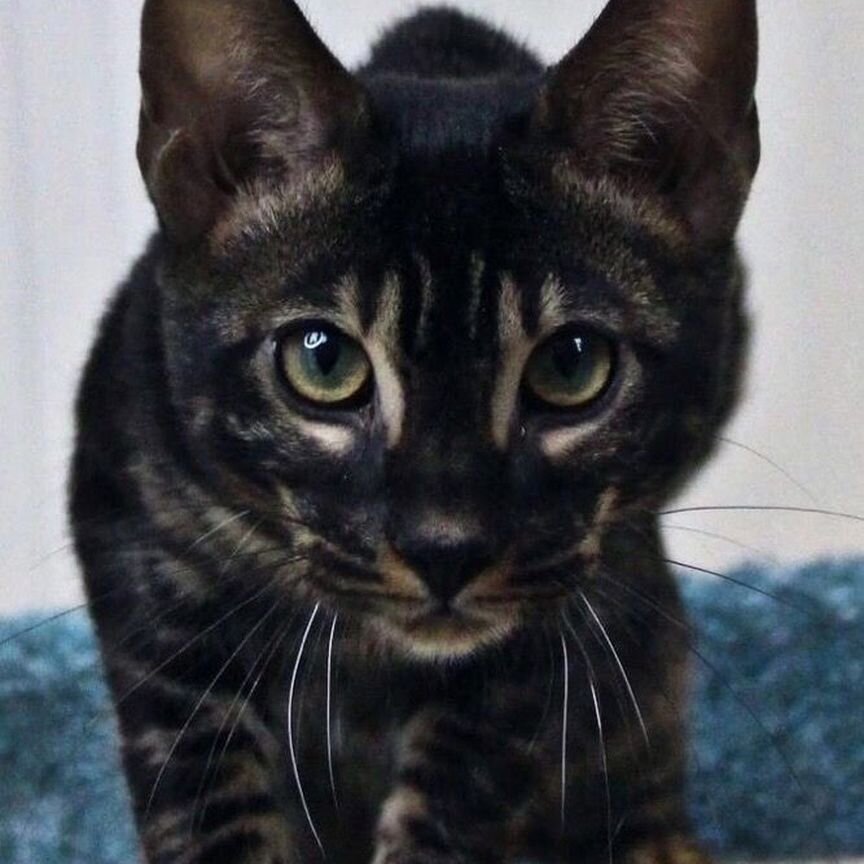 Черные бенгалы