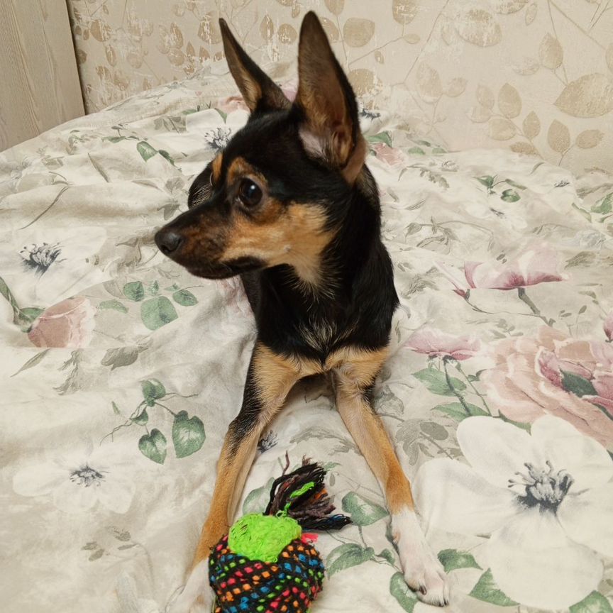 Русский той-терьер, щенок