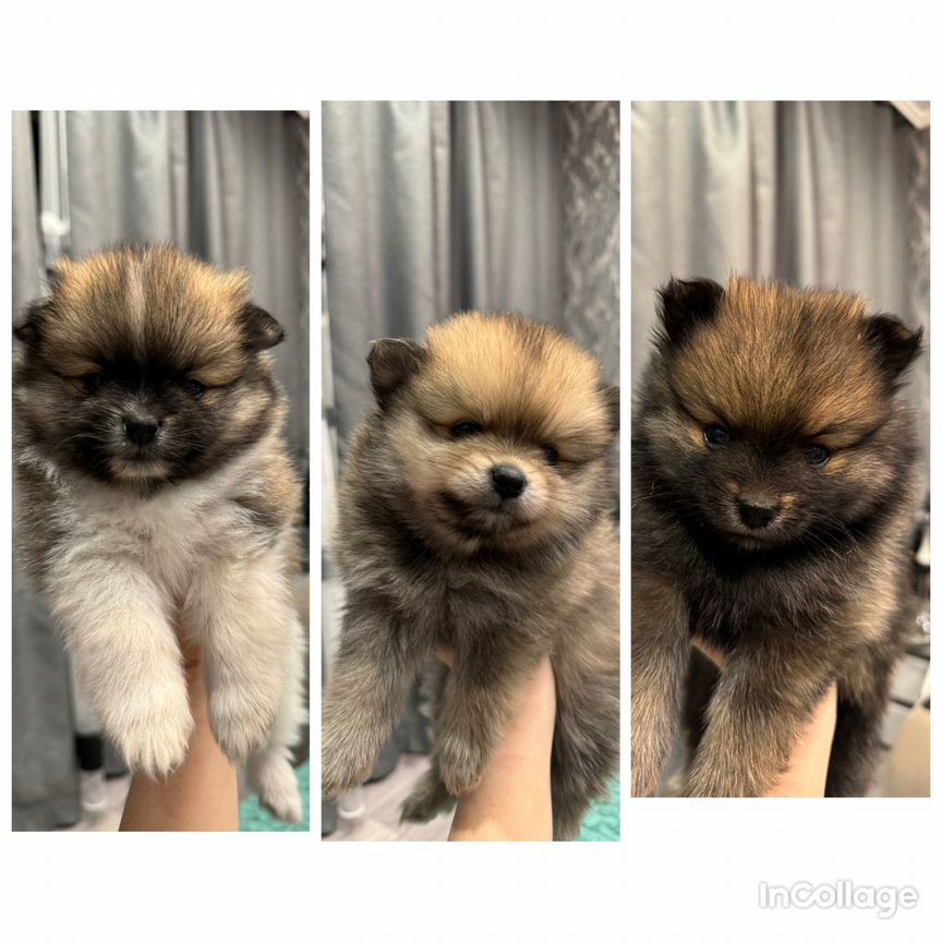 Шпиц щенки