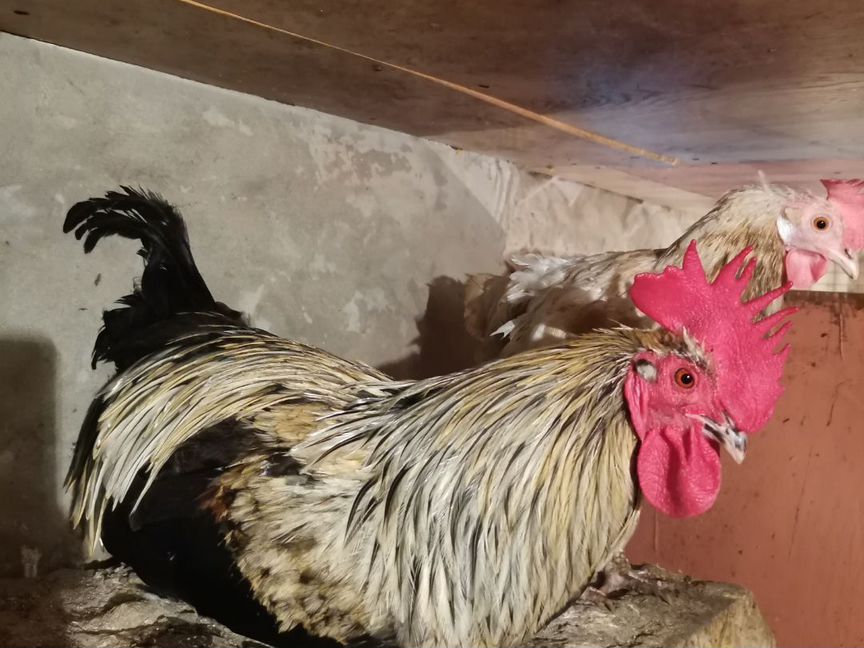 Птицы домашние куры