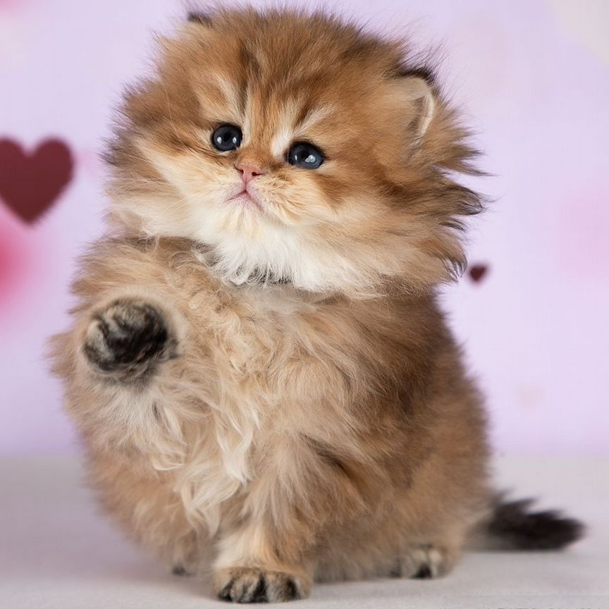 Девочка длиношерстная золотая британская шиншила