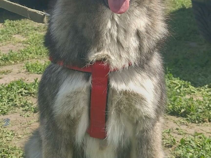 Собака в добрые руки отдам бесплатно