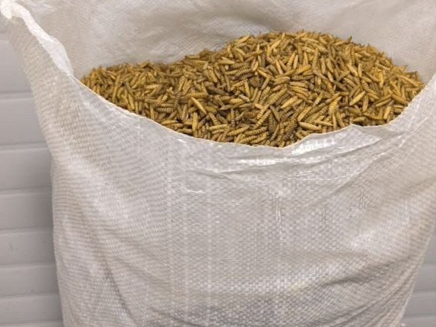 Сушеная личинка чёрной львинки
