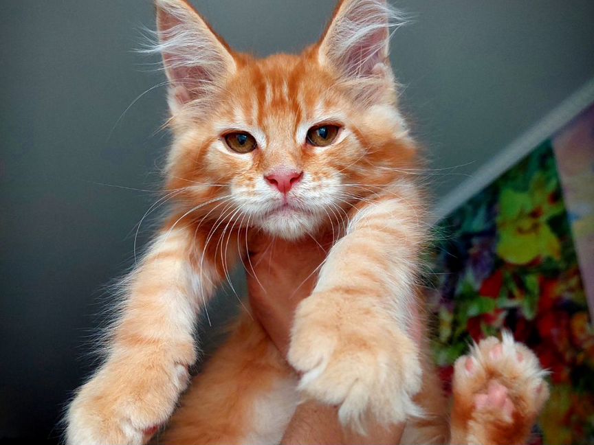 Мейн-кун вариативный