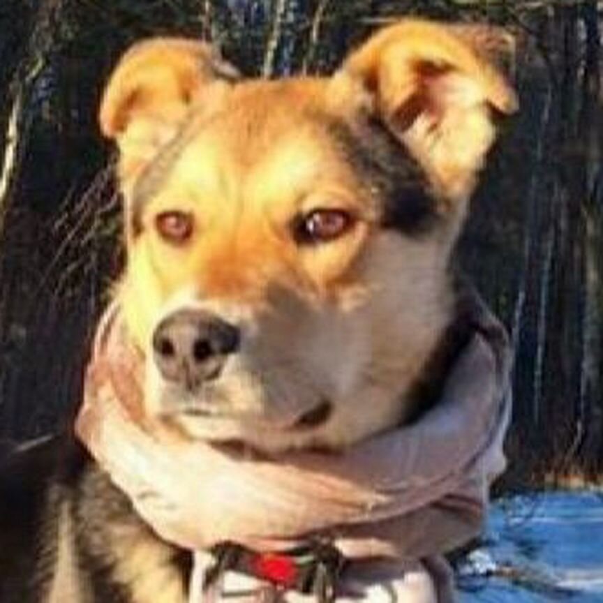 Ласковый и задорный песик в добрую семью