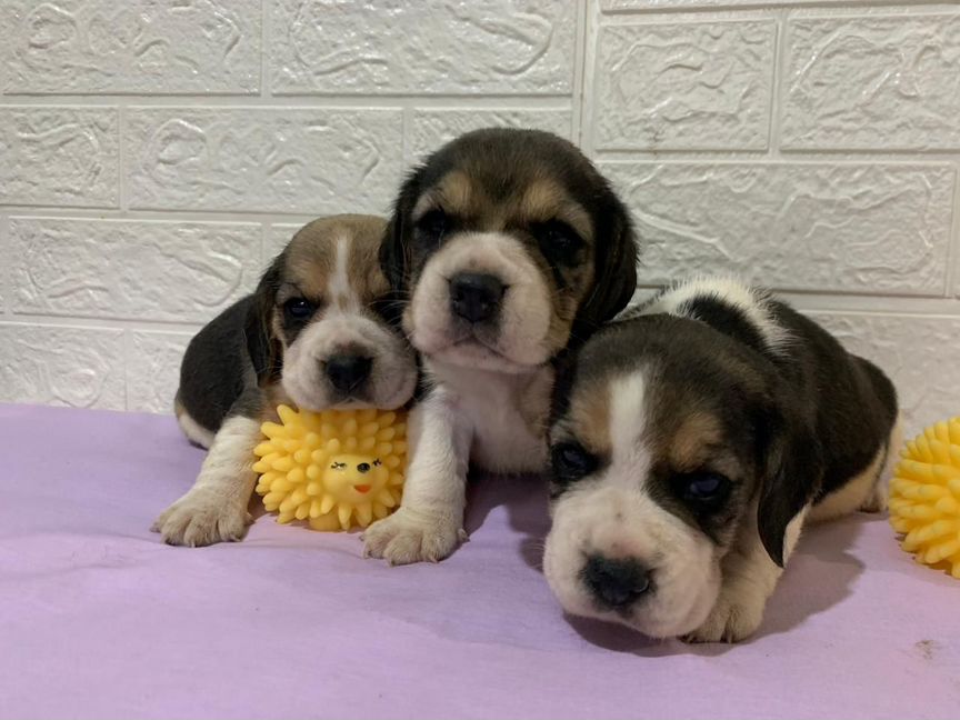 Бигли малыши