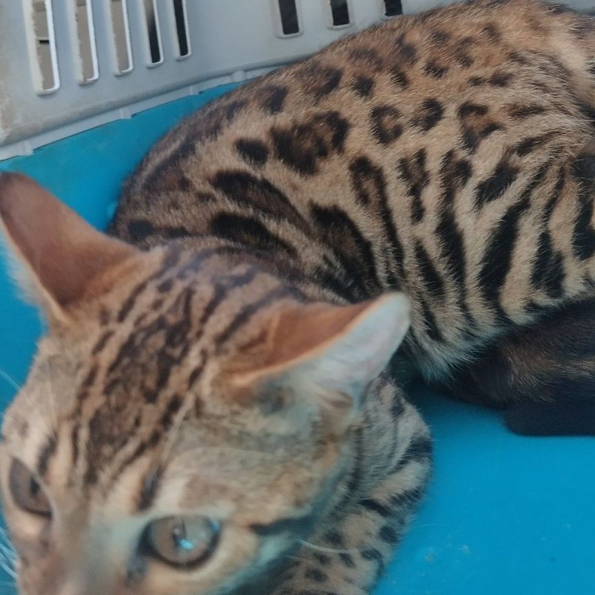 Бенгальская