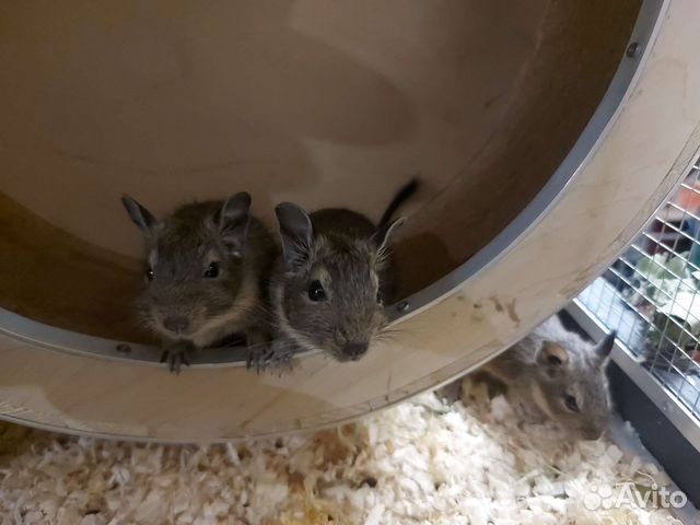 Чилийская белка дегу