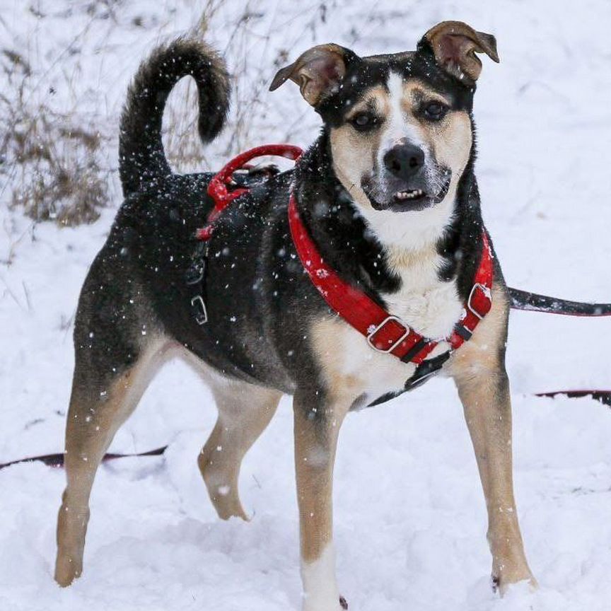 Взрослая собака в добрые руки