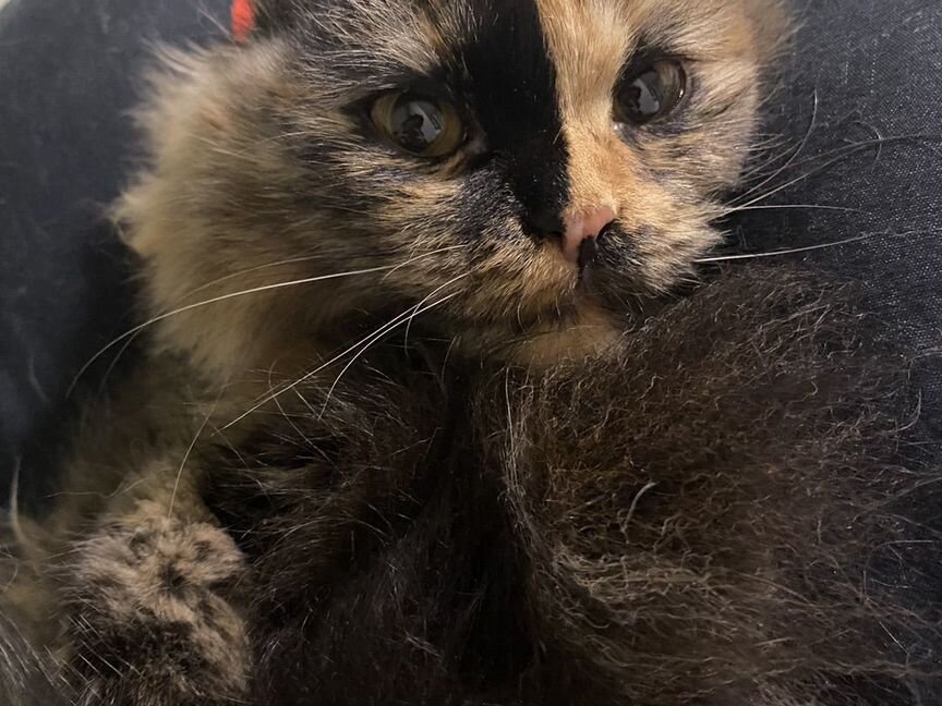 Отдам в добрые руки кошечку полгода