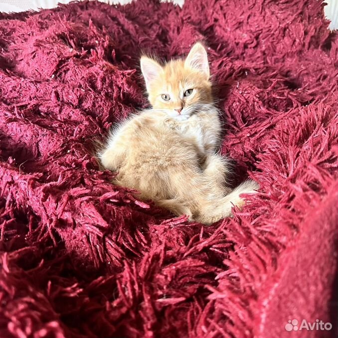 Котята бобтейл