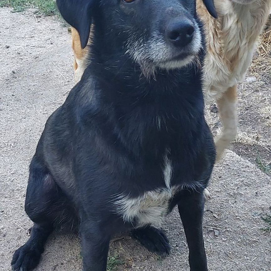 Тайра отдаю в добрые руки