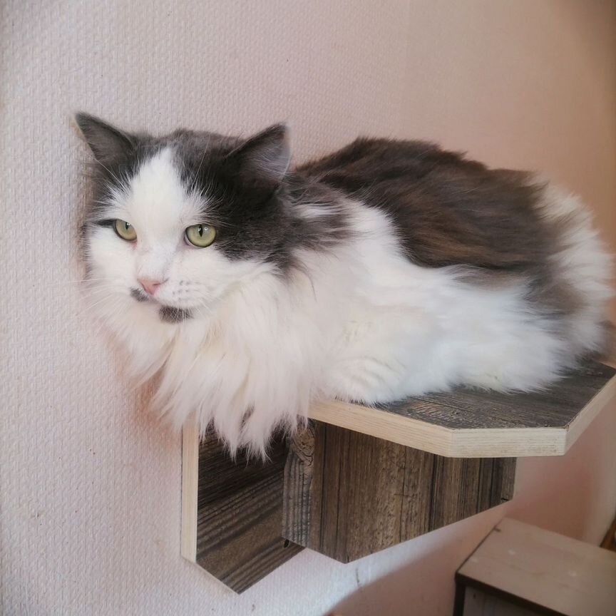 Котик в добрые руки