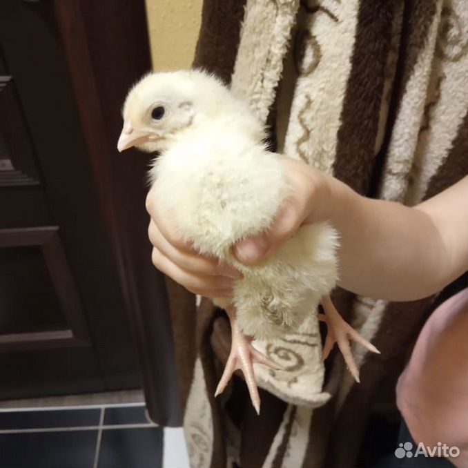 Продажа цыплят