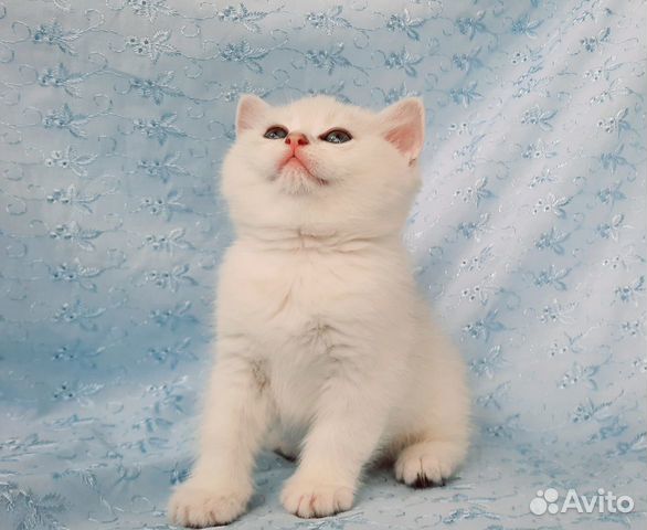 Продается котенок британской шиншиллы(мальчик)