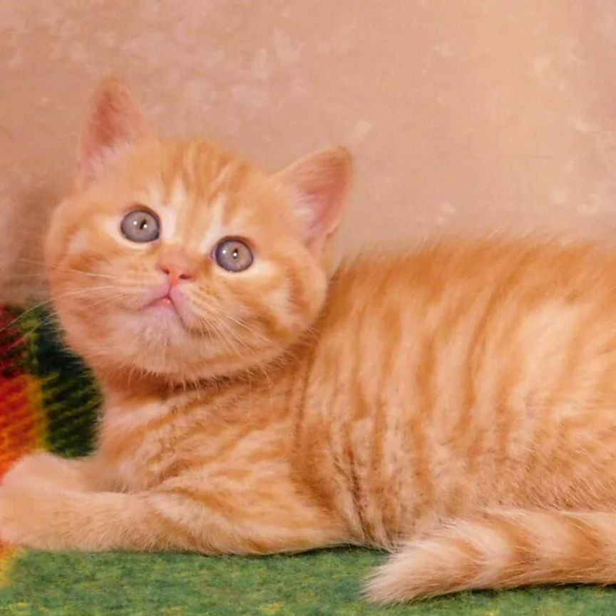 Шотландские Рыжики