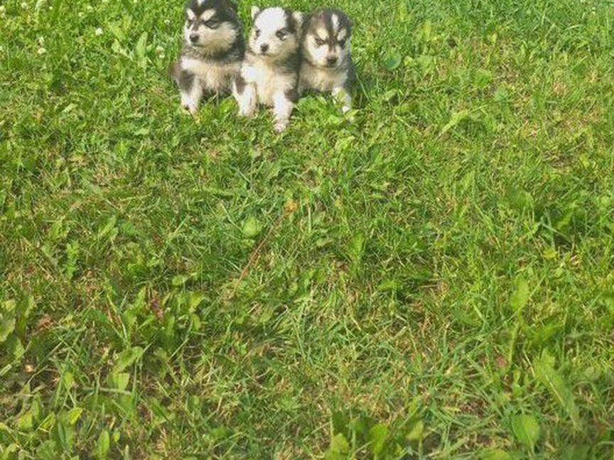 Собака в добрые руки хаски