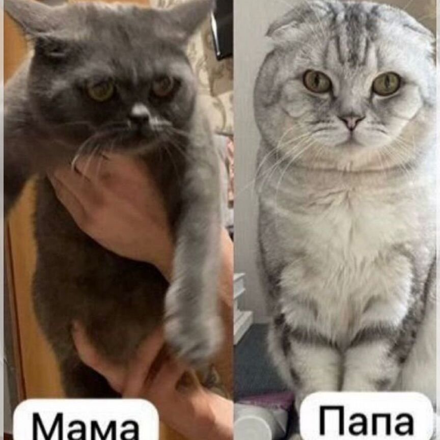 Шотландские котята