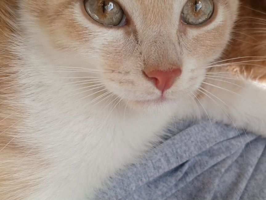 Котенок