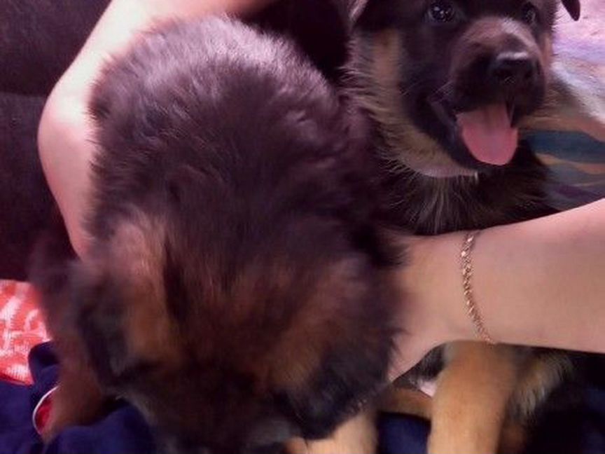 Немецкая овчарка